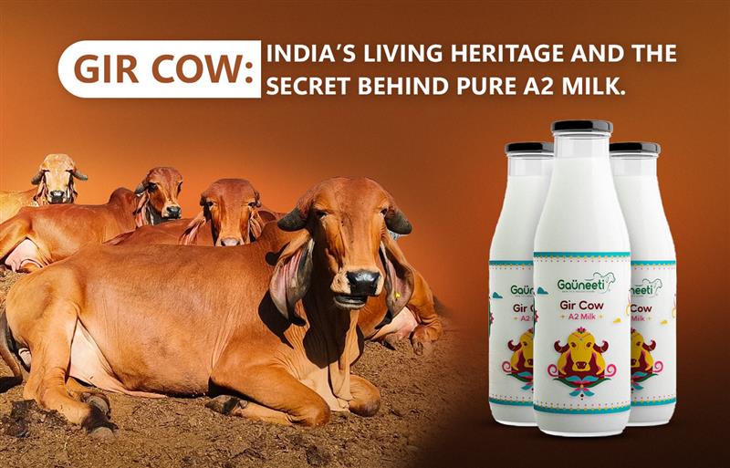 GIR COW: INDIA’S LIVING HERITAGE AND THE SECRET BEHIND PURE A2 MILK ...